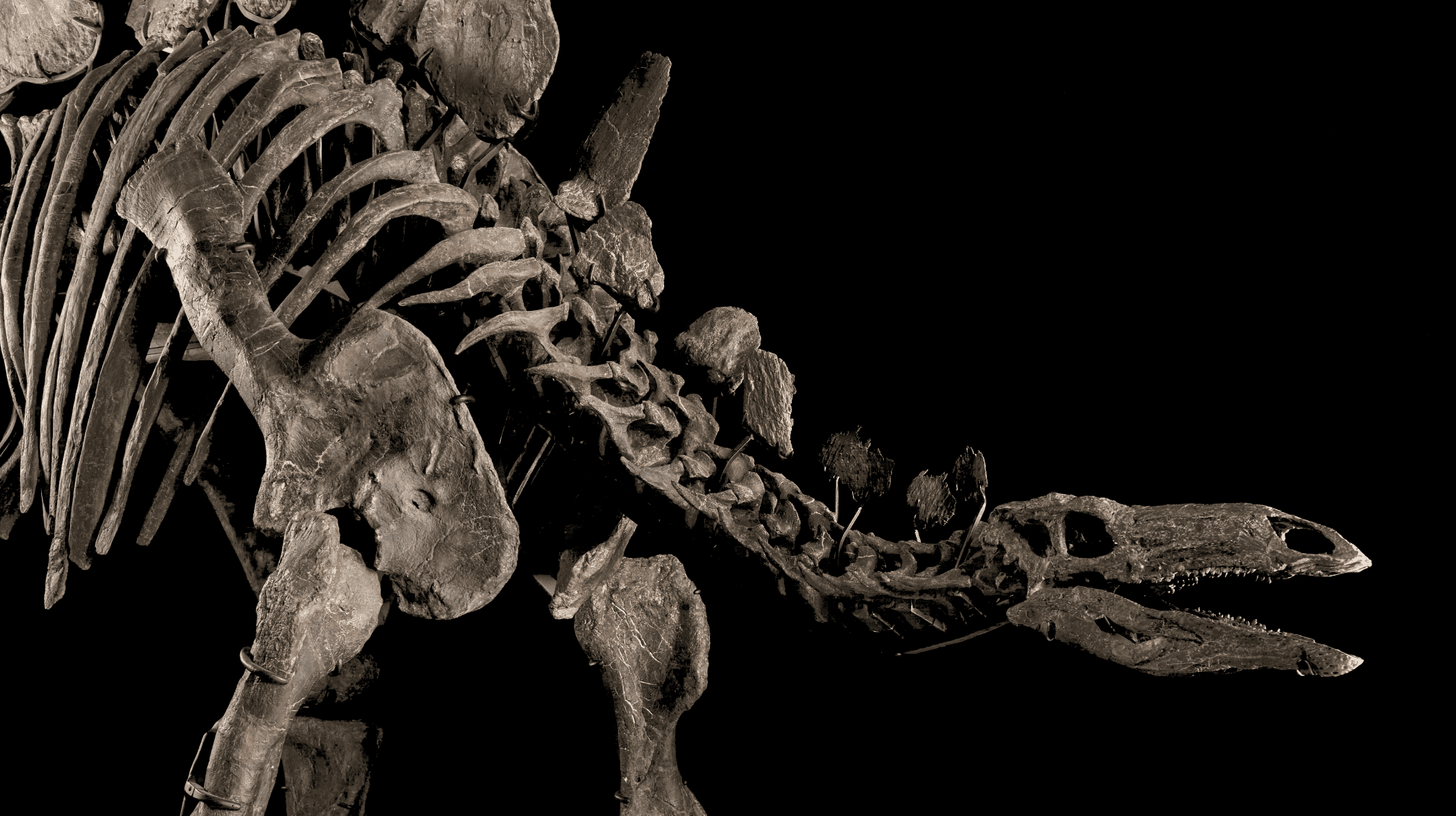 Dinosaur Skeleton Sells For Record 446 Million Cllct